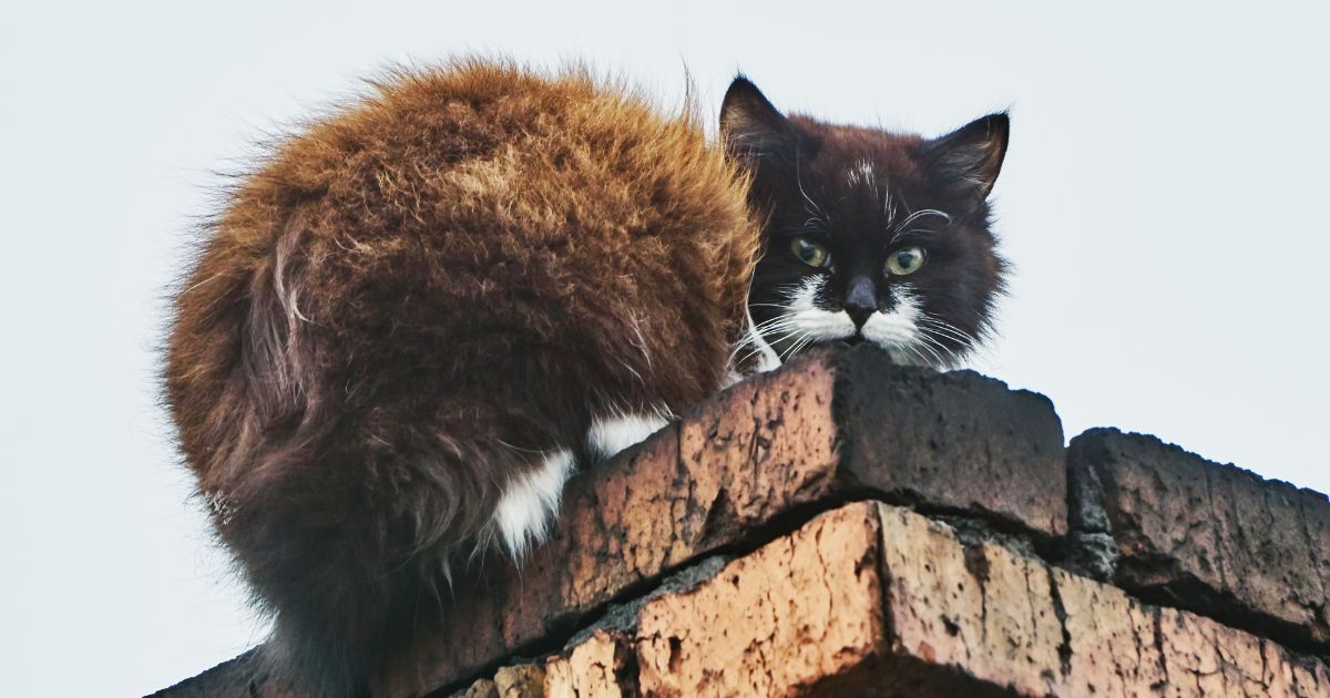 What if There Are Animals in My Chimney? - Lackawanna County PA ...